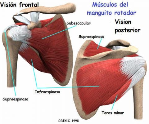 Fisioterapia para la tendinitis del manguito rotador» Avanfi